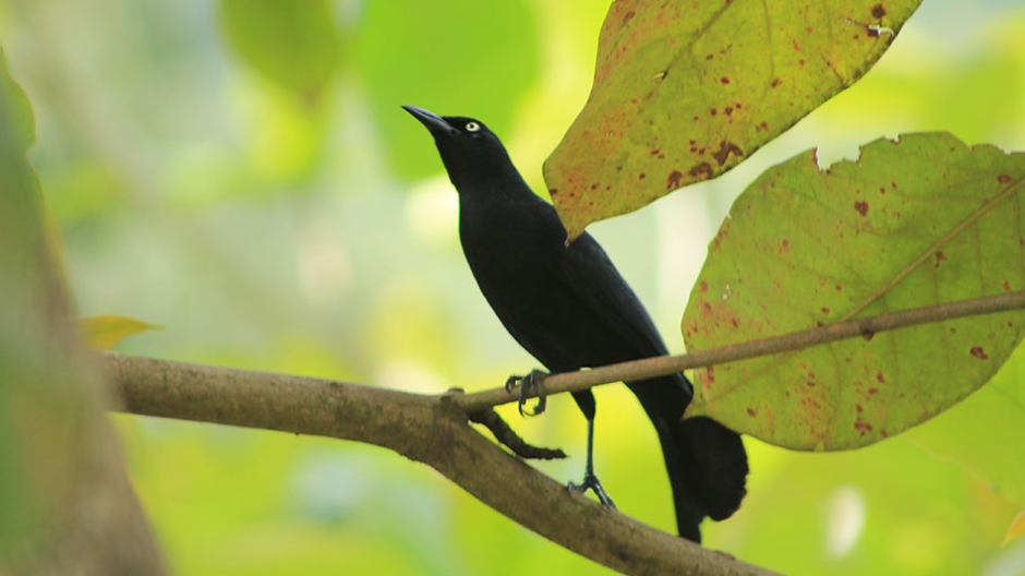 El Chango de Naranjito - Municipio de Naranjito